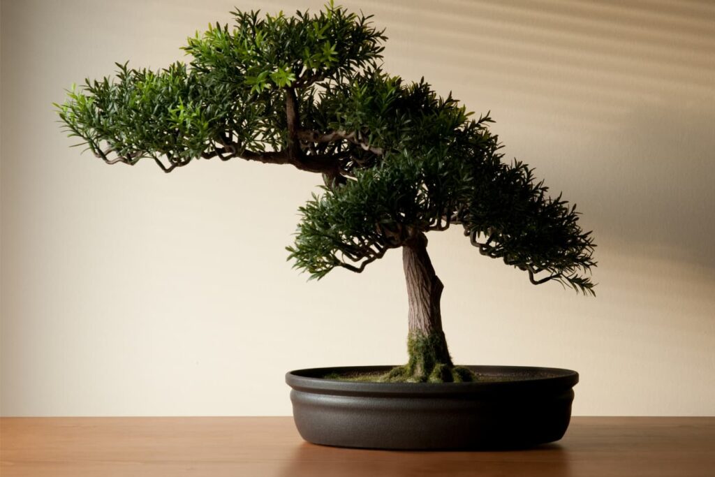 Sunlight Symphony: The Key to Thriving Bonsai Trees | Bonsai Starter